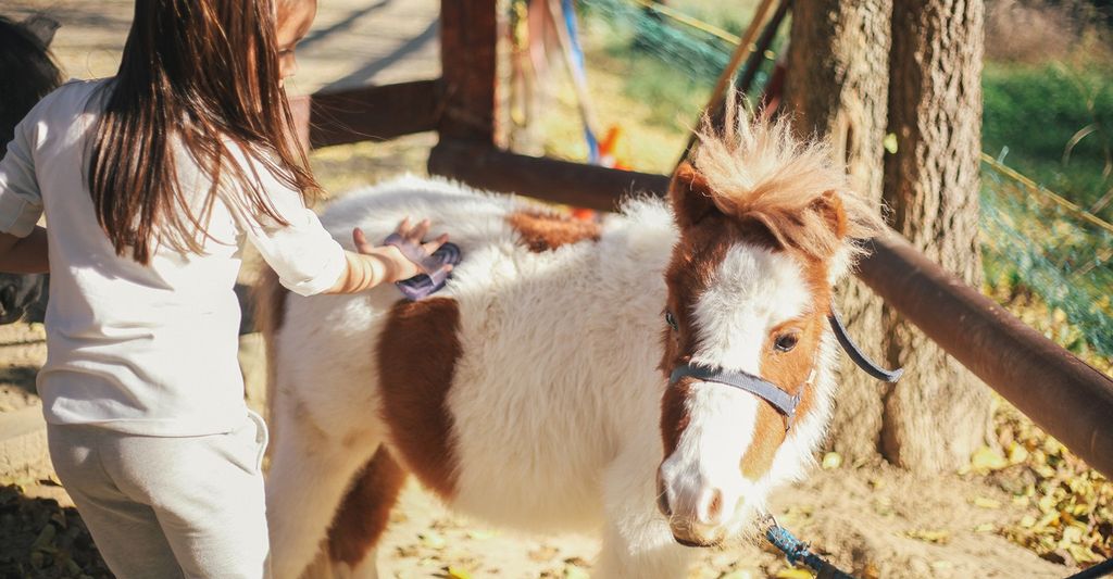 The 10 Best Pony Rides in Dallas, TX (with Free Estimates)